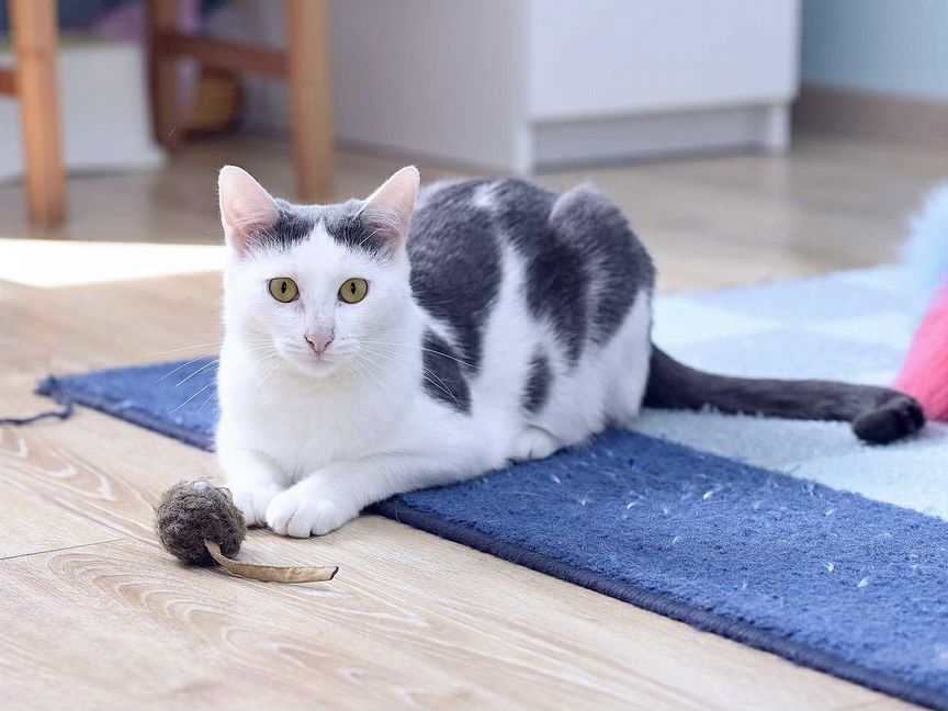Нежный кот Мультик ищет дом