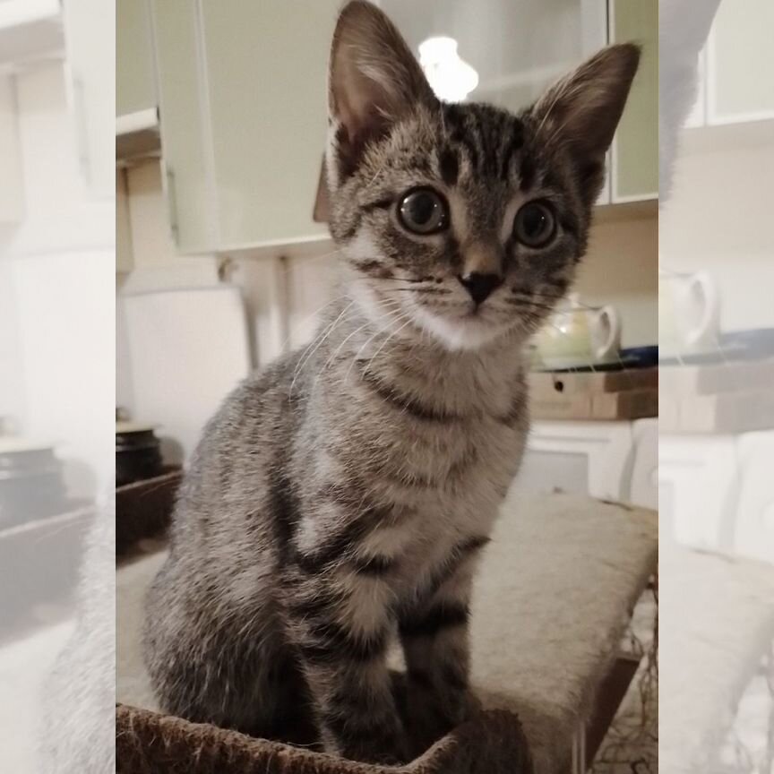 Котенок мальчик
