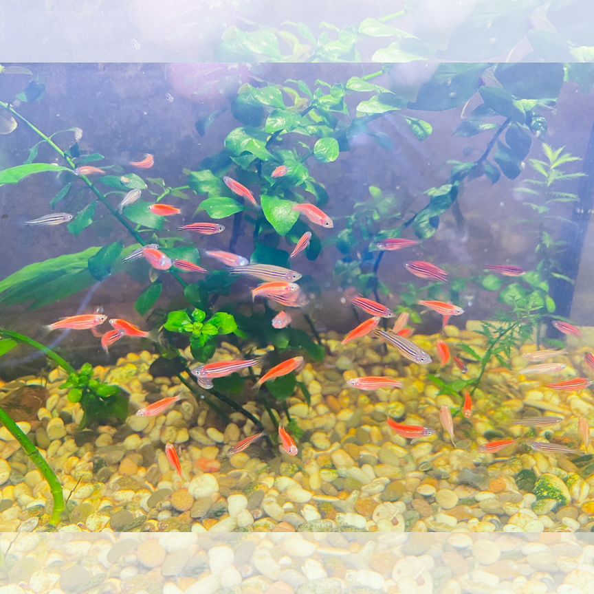 Аквариумные рыбки Данио