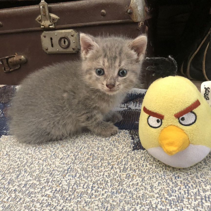 Котенок 1 месяц