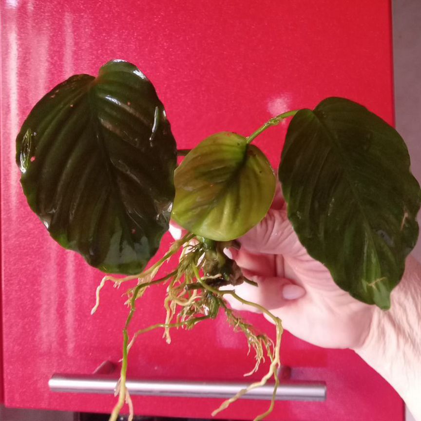 Аквариумное растение