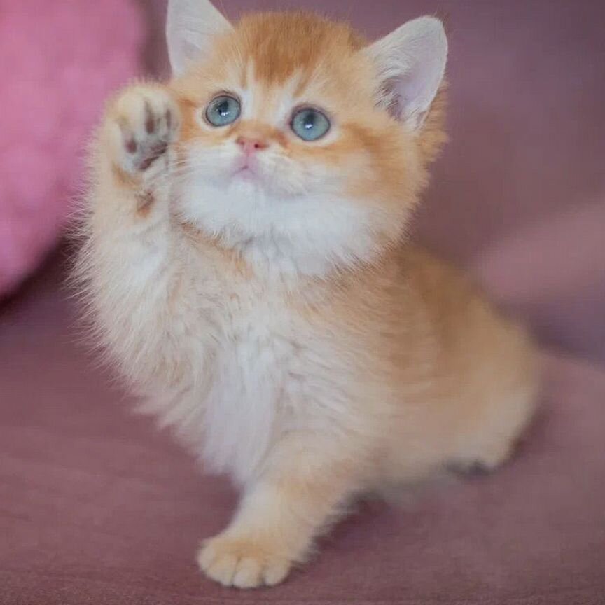 Британский короткошёрстный котёнок
