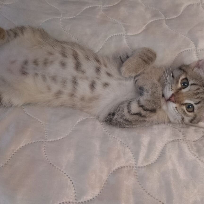 Кошечка ищет дом