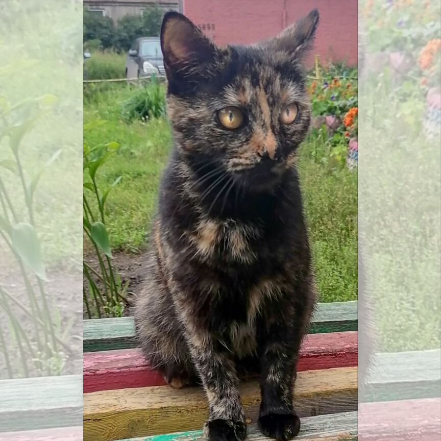 Кошка черепаховой окраски