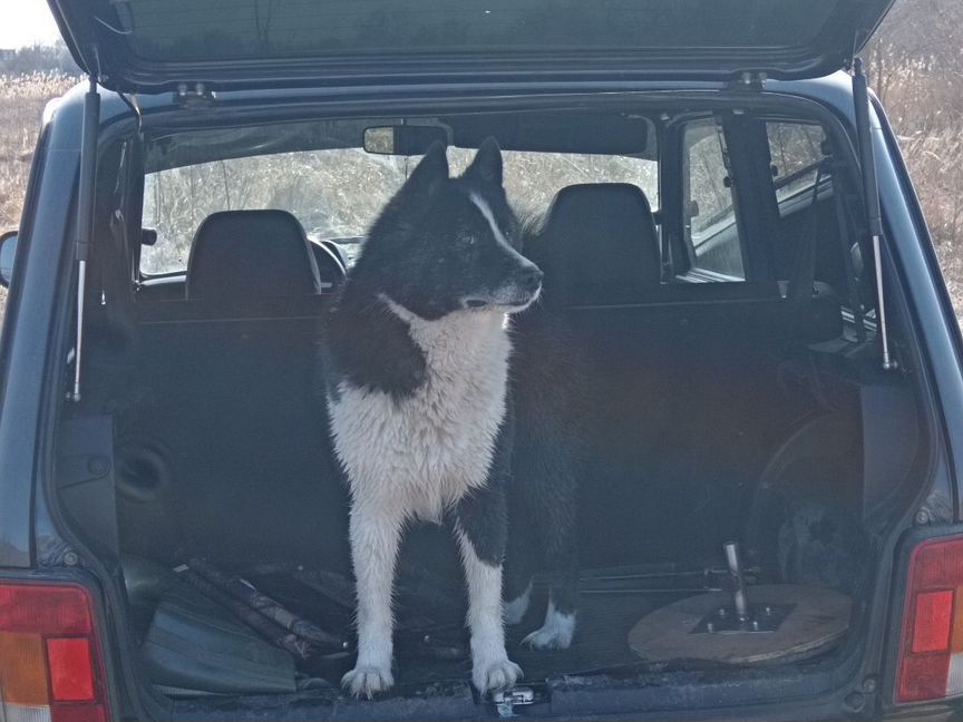 Собака Рел для вязки