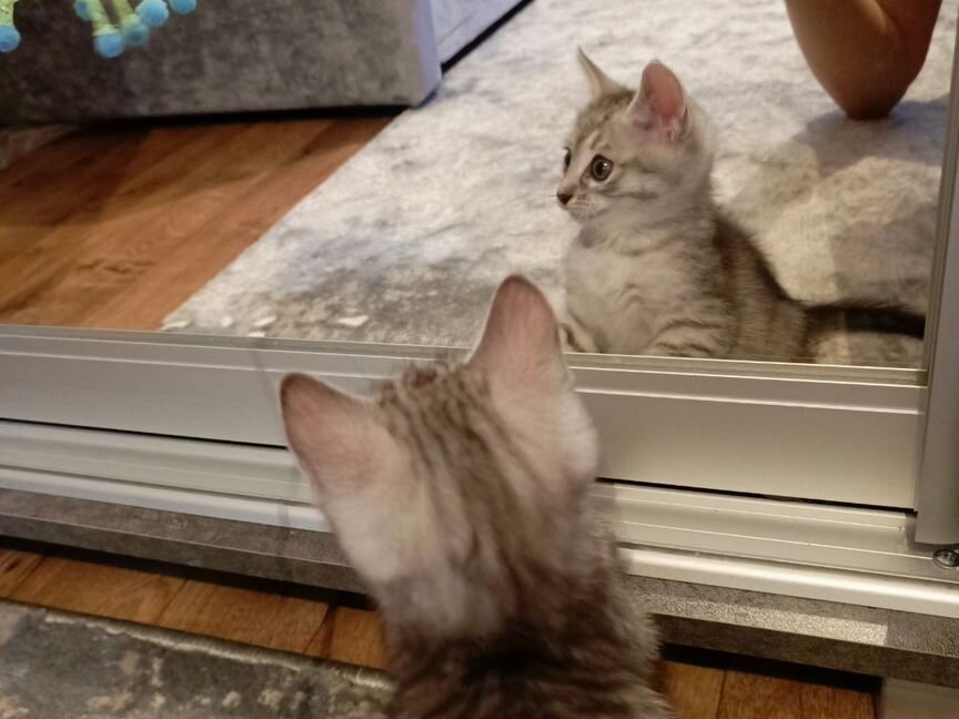 Кошка