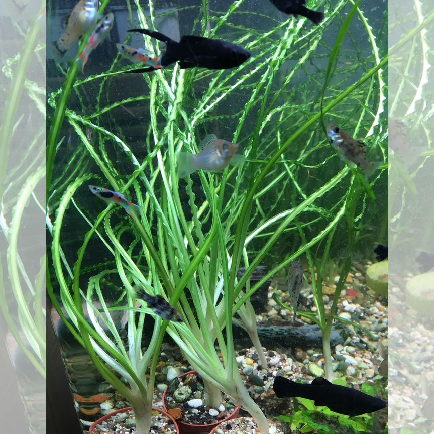 Аквариумые растения Кринум