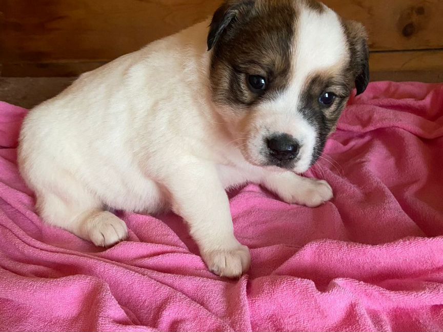 Собака щенок бесплатно