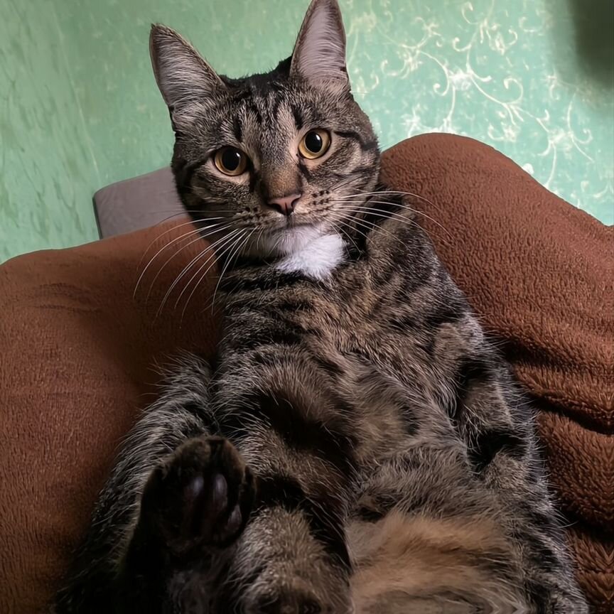 Европейский короткошёрстный кот, взрослый