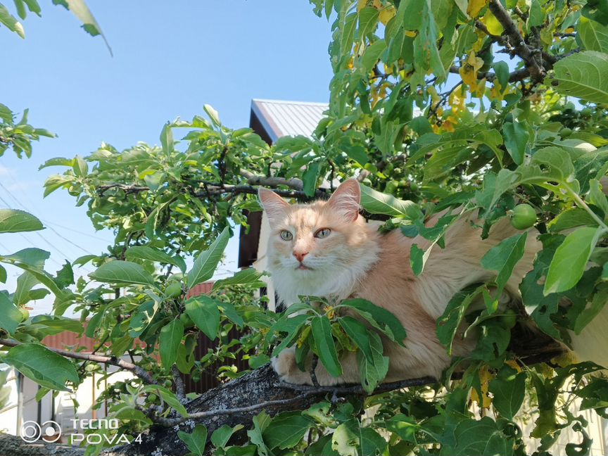 Сибирская кошка