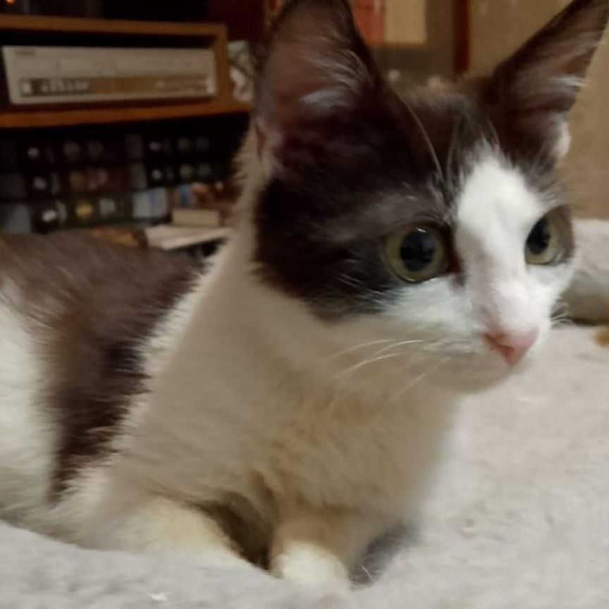 Милый котенок подросток