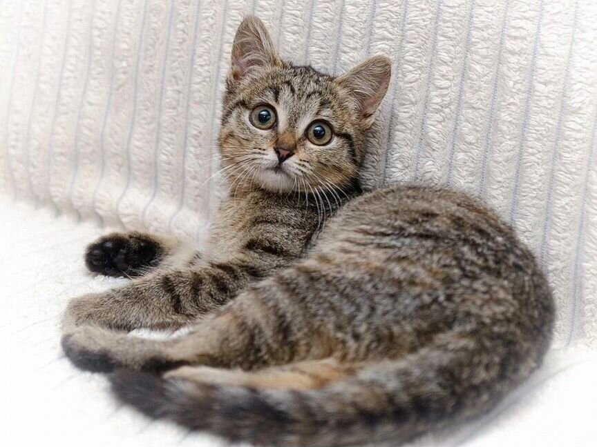 Пусечка (3 мес.) в поисках настоящего дома