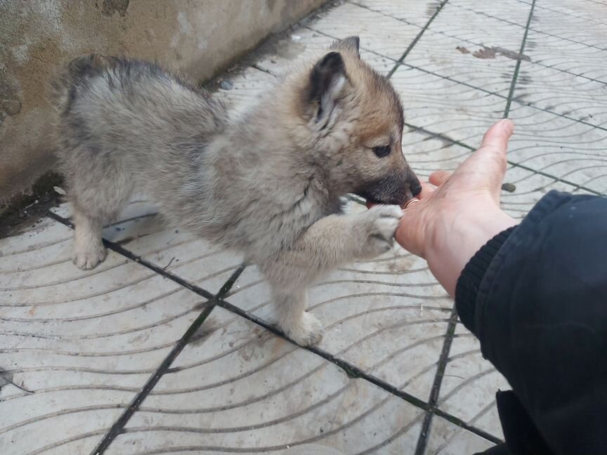 Щенки лайки