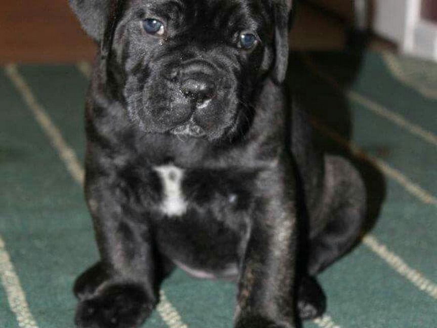 Щенки Кане Корсо