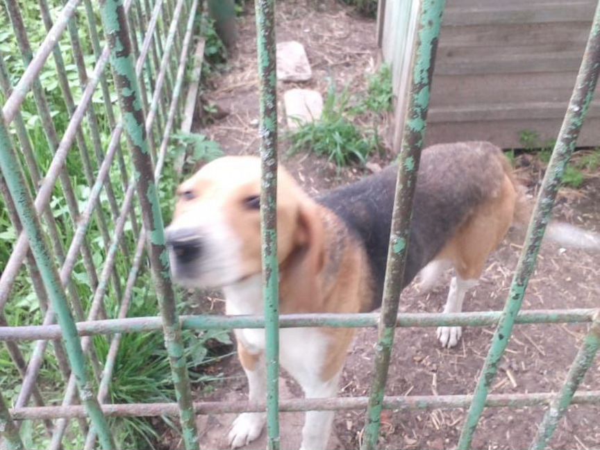 Эстонская гончая