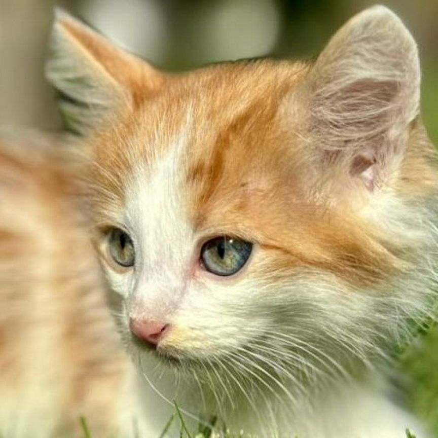 Рыжий котенок мальчик в добрые руки