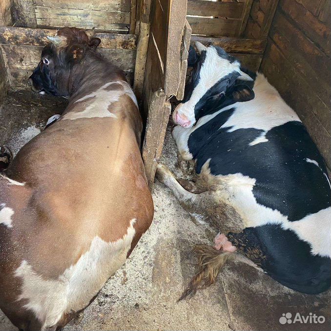 Быки на мясо