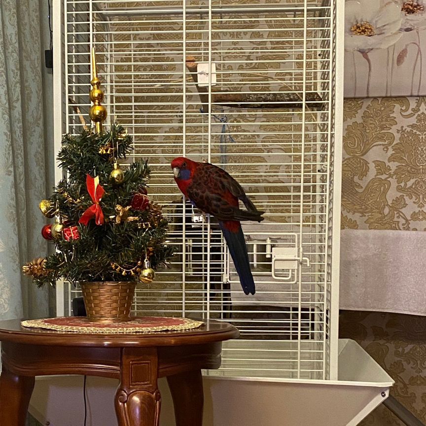 Попугай розелла