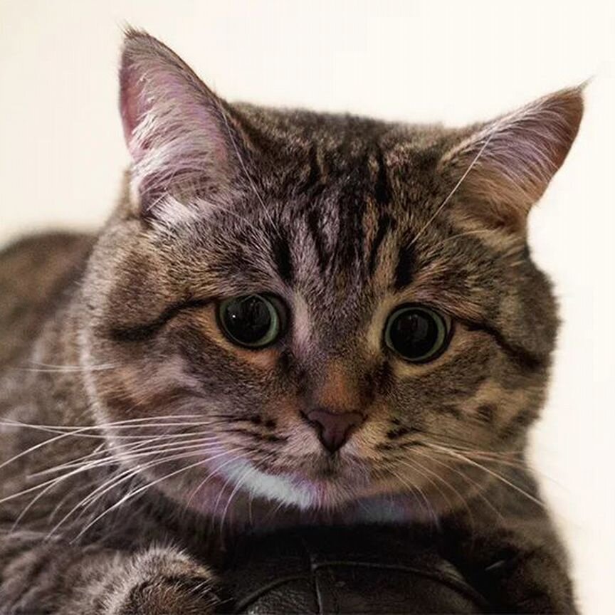 Котик Мишенька