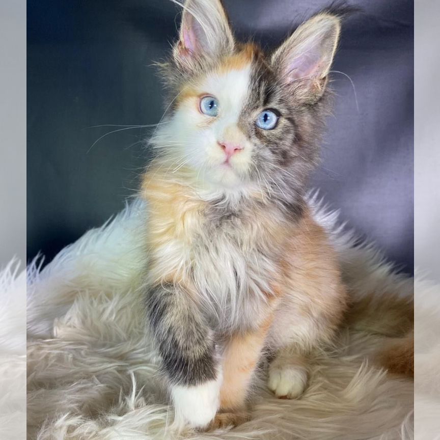 Мейн-кун котёнок