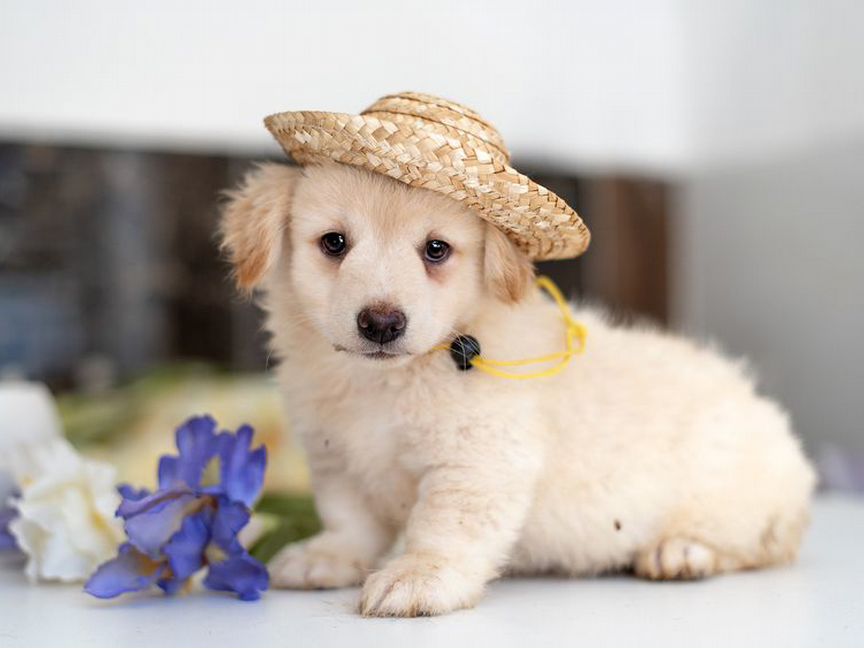 Белые щенки от болонки и вельш корги в добрые руки