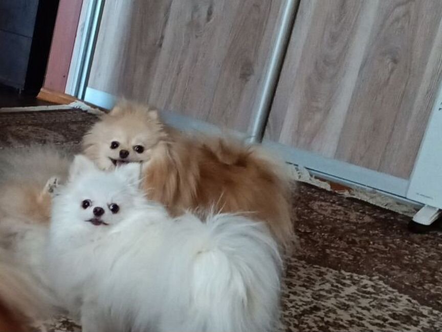 Милые собаки