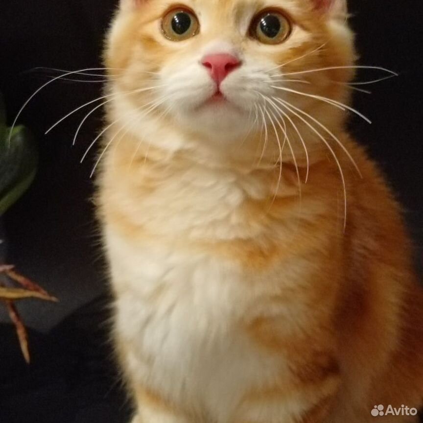 Кот курильский бобтейл
