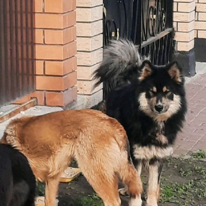 Джек