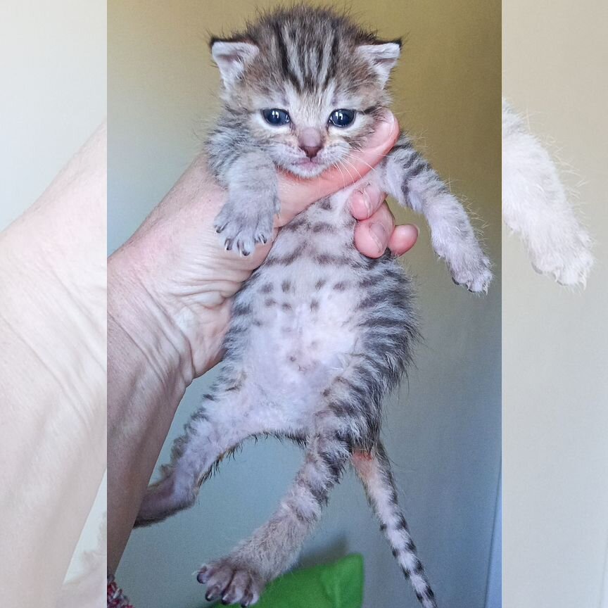 Котёнок Мышка мес., в дар