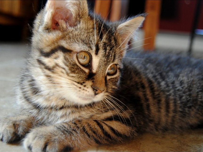 Любящий лапочка очаровашка котенок
