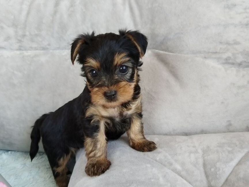Йоркширский терьер щенки