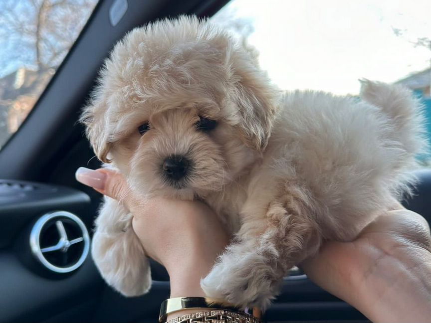 Эксклюзивные maltipoo