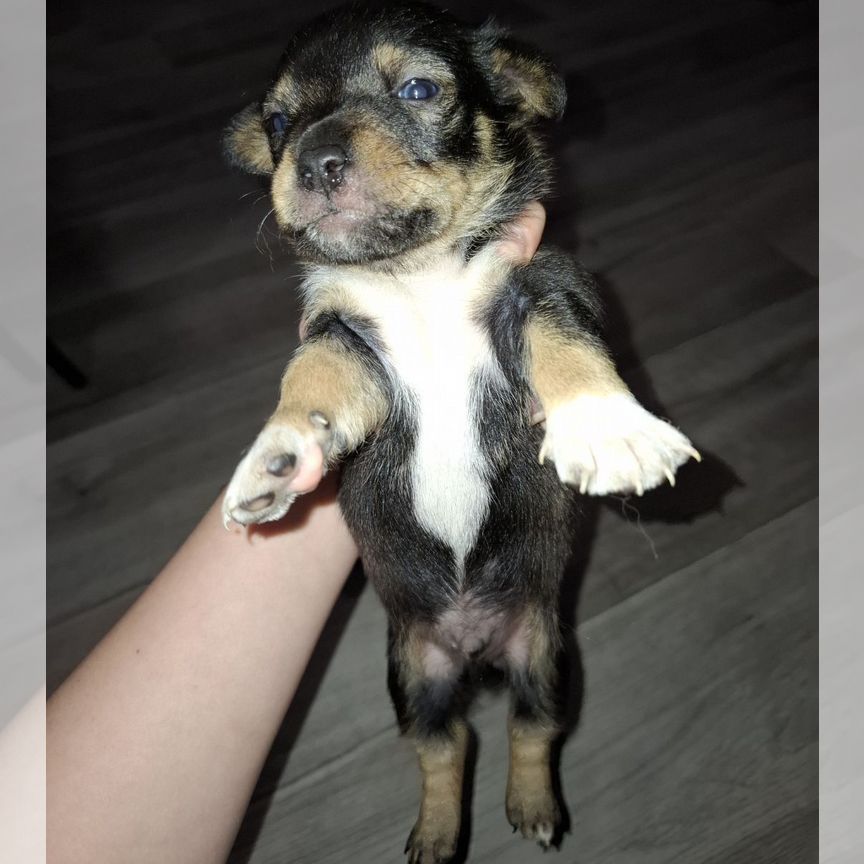 Йоркширский терьер, щенок