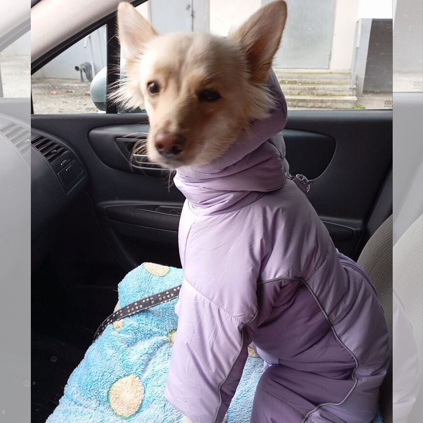 Взрослая собака в добрые руки