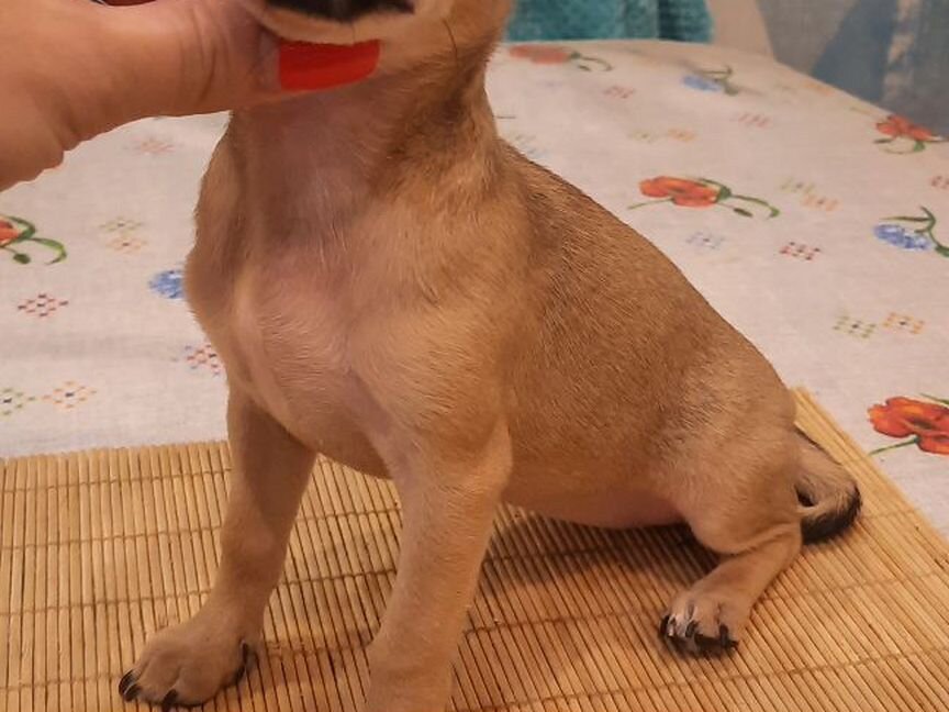 Щенок чихуахуа девочка