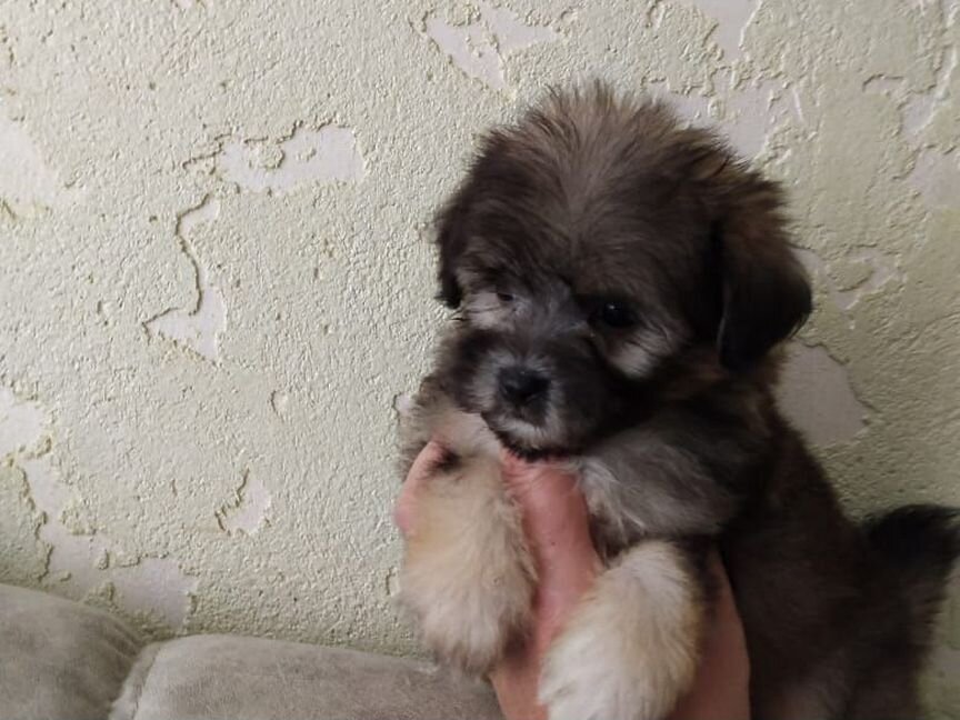 Щенки шпица