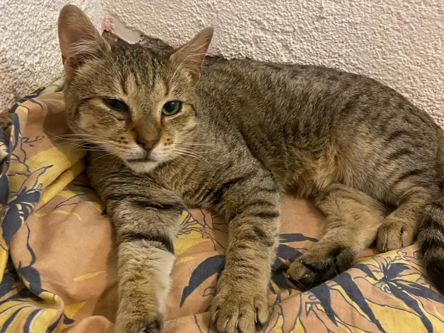 Кот ищет дом