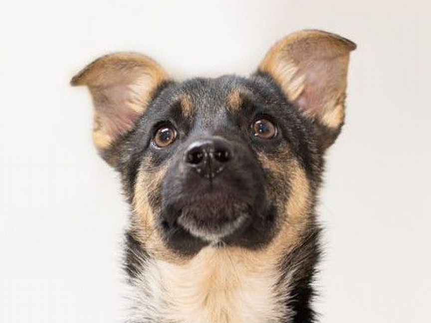 Собака в добрые руки щенок