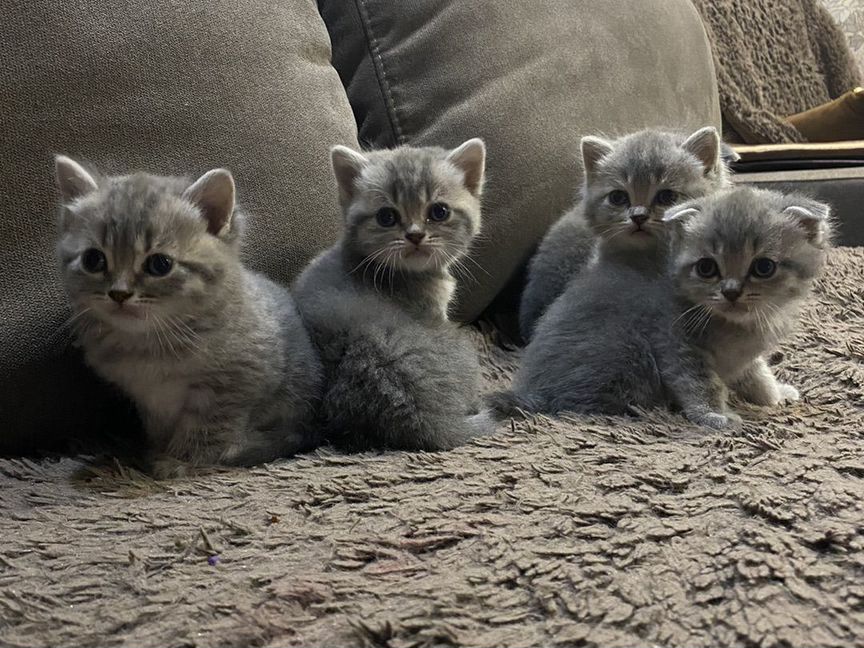 Котята от шиншиллы (серебро на золоте)