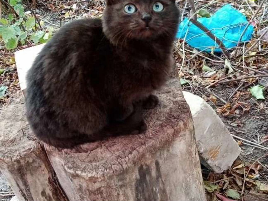 Кошка котёнок 2,5 мес ищет дом