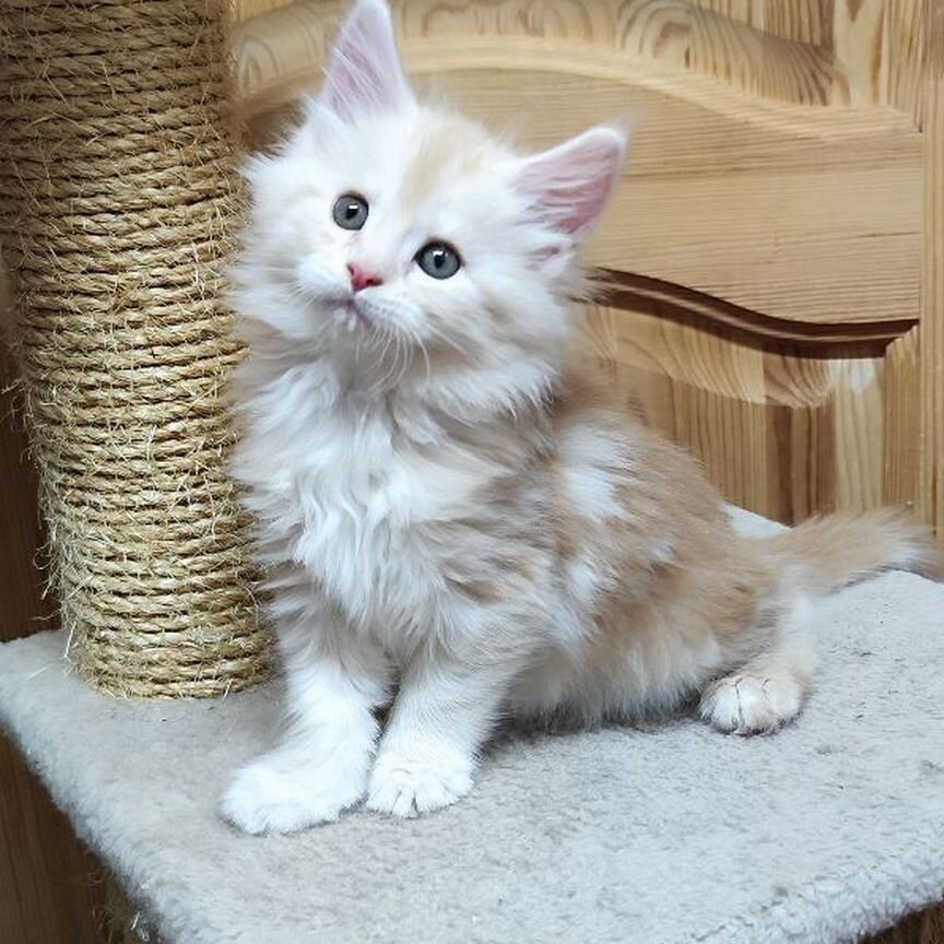 Котята мейн-кун