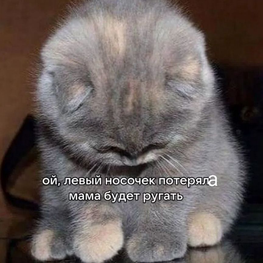 Сибирский котёнок