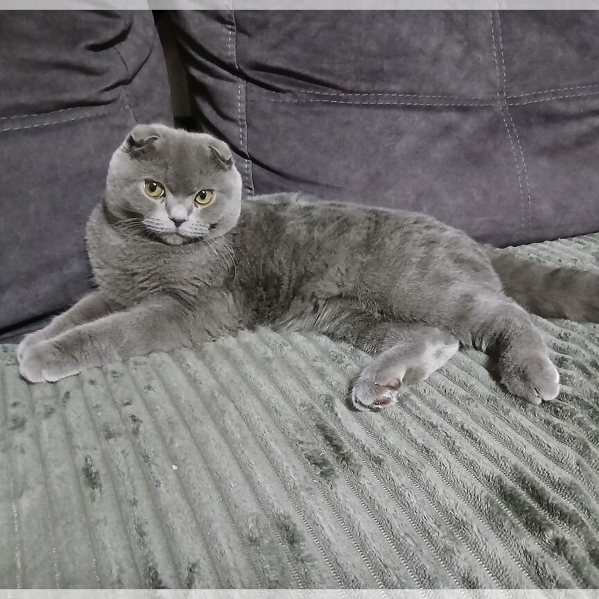 Шотландский вислоухий кот
