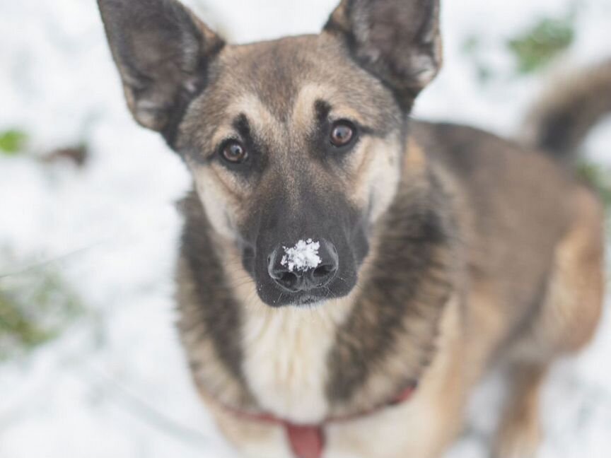 Собака в добрые руки