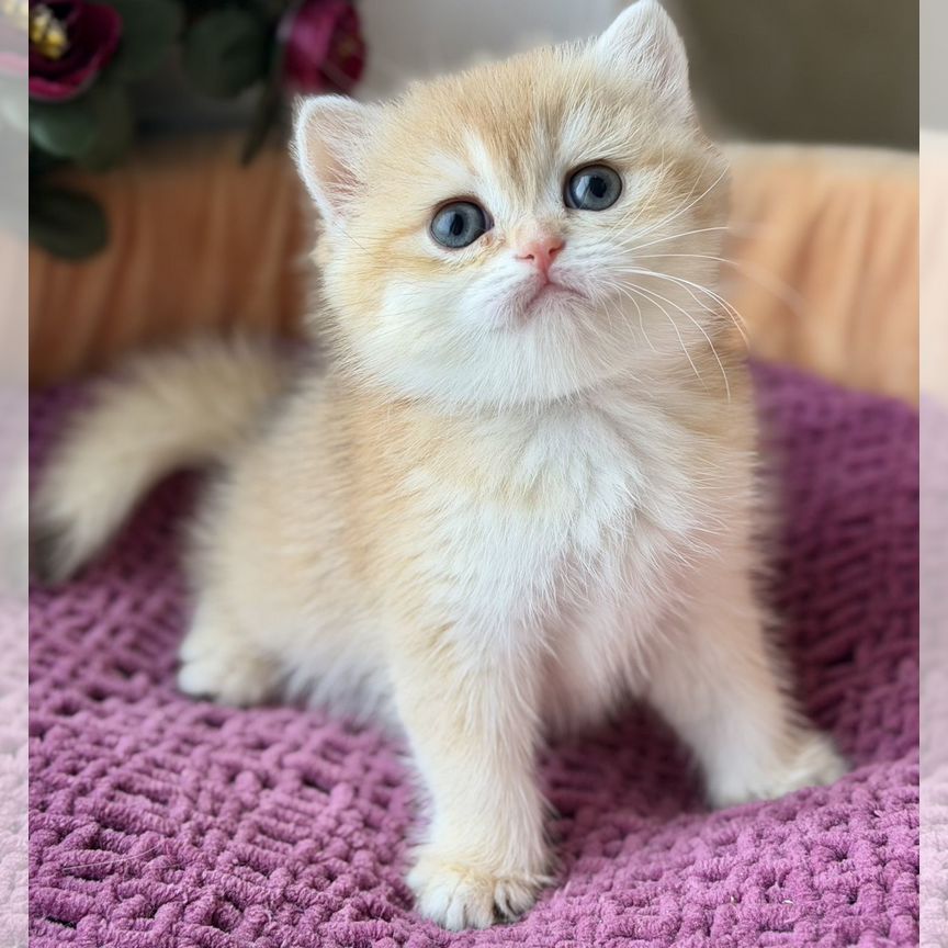 Британский короткошёрстный котёнок