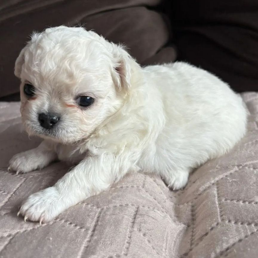 Чихуахуа, щенок