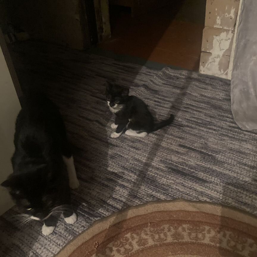 Ориентальный котёнок