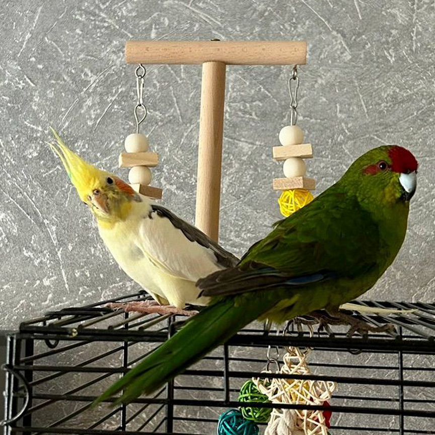 Попугай какарик и корелла