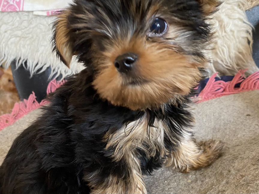 Щенок Йоркширского терьера 2 мес.(мальчик)