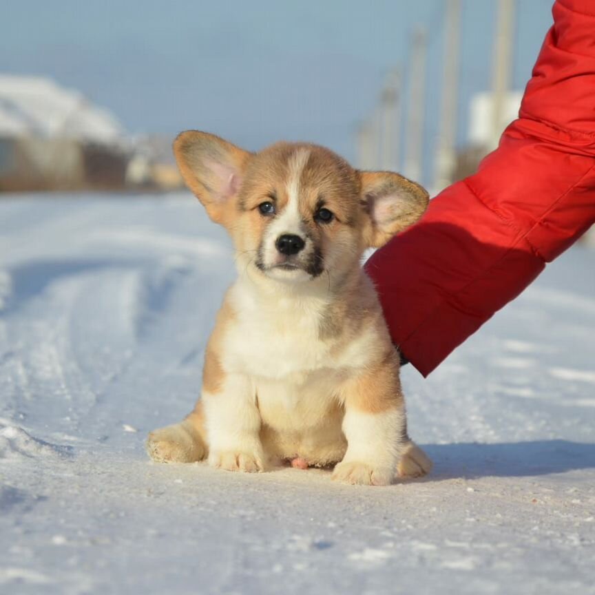 Щенок корги мальчик, доставка